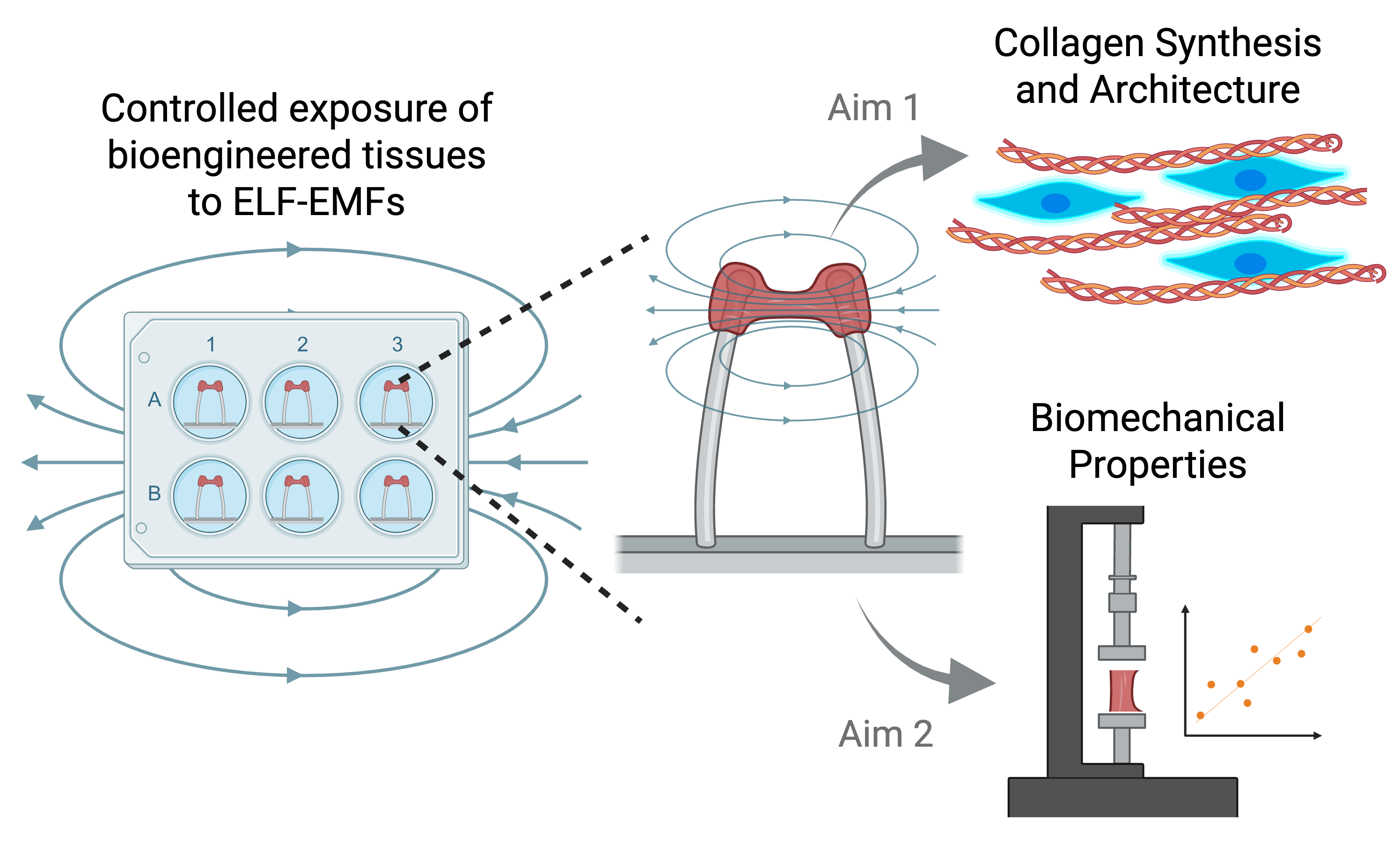 Determining the influence of ELF-EMFs on anabolic/catabol...