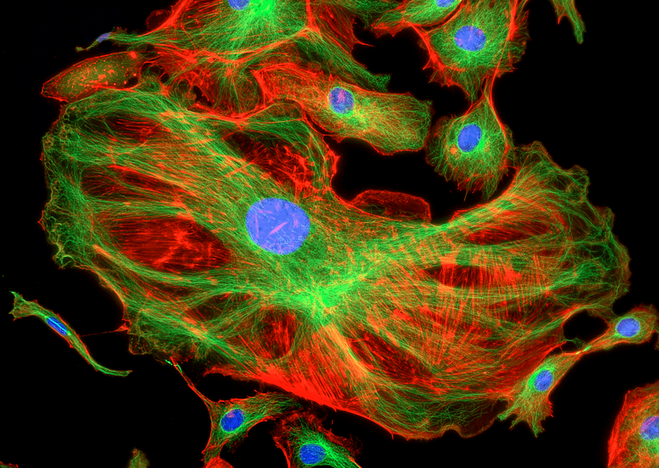 Biomedical Imaging Technologies | ResearchHub